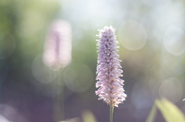 Lens Wacking Technique - Pentax User