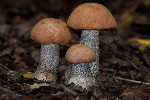 How To Use A Right Angle Finder - Pentax User