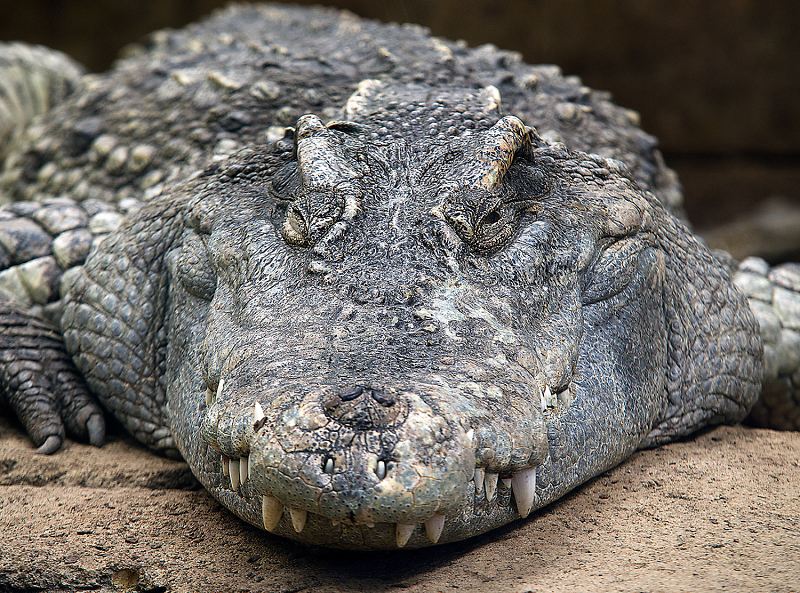 Crocs Rock - Pentax User