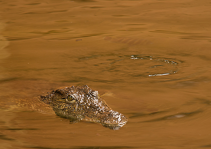 Crocs Rock - Pentax User