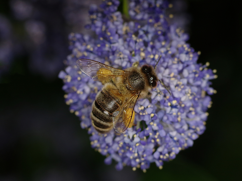 Bee prepared - Pentax User