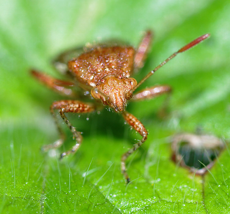 Squash Bug - Pentax User