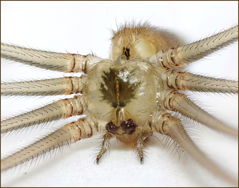 Cellar Spider - Pentax User