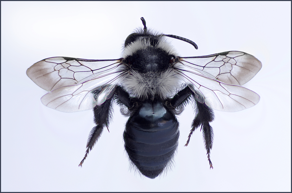 Ashy Mining Bee - Pentax User