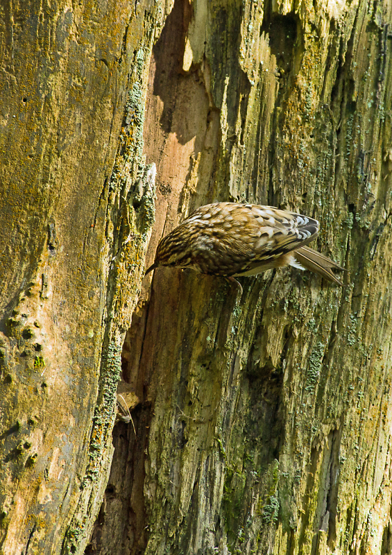 Treecreeper nesting time - Pentax User