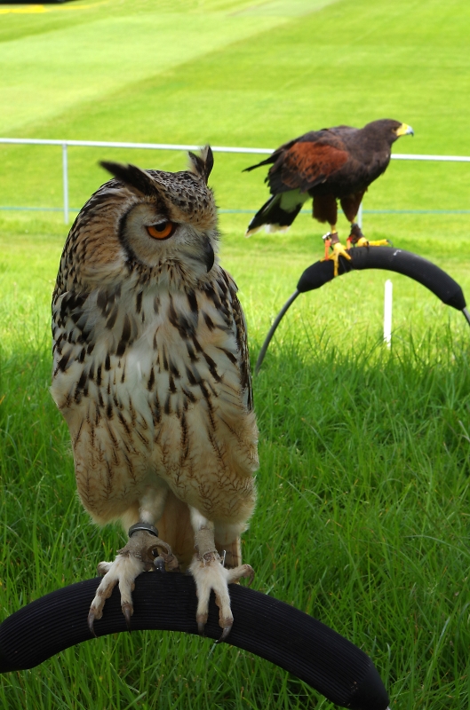 Birds and ruffled feathers - Pentax User