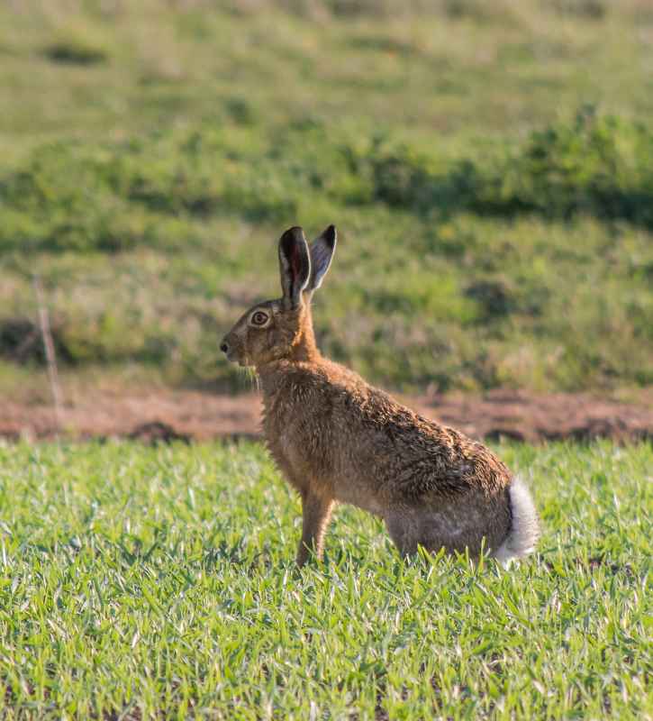 Hares - Pentax User