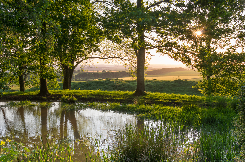 Evening sun behind the cattle pond - Pentax User