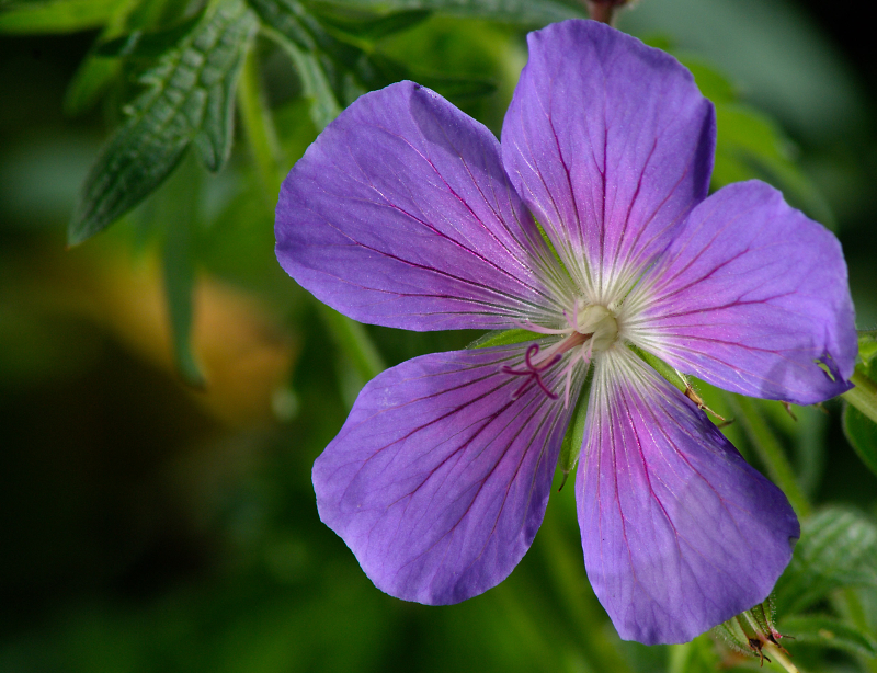 Late Summer Flowers - PentaxForums.com