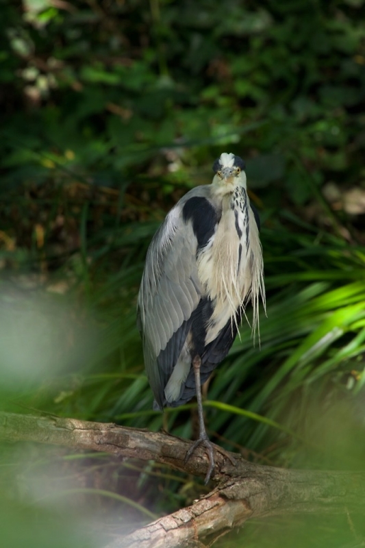 FS: Sigma (BIGMA) 50 - 500mm f4.5-6.3 OS - Pentax User