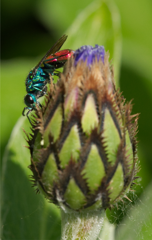 A Couple of Colourful Flies - Pentax User