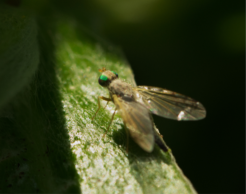 A Couple of Colourful Flies - Pentax User