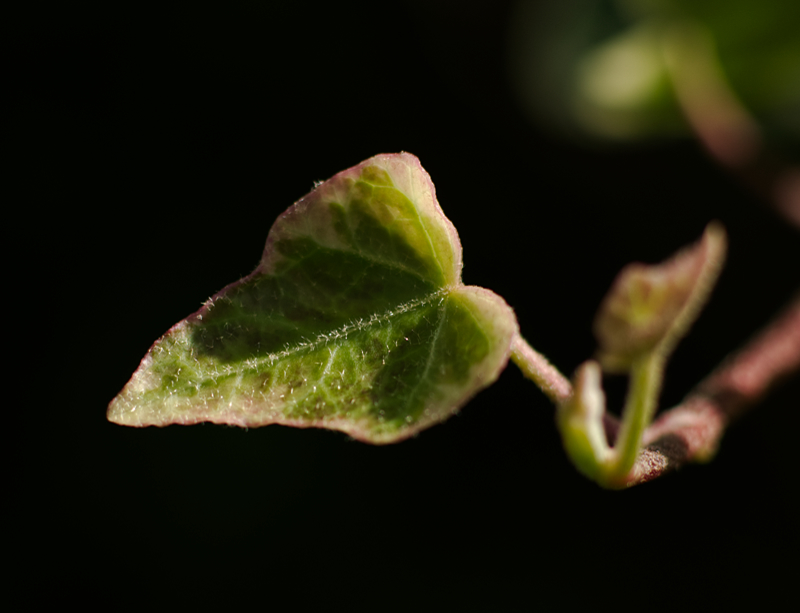 Little Ivy Leaves - Pentax User