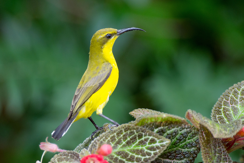 Yellow bellied sunbird - Pentax User