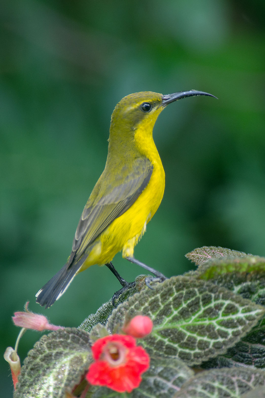 Yellow bellied sunbird - Pentax User