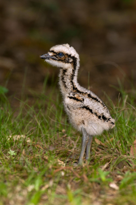 curlew chick - Pentax User