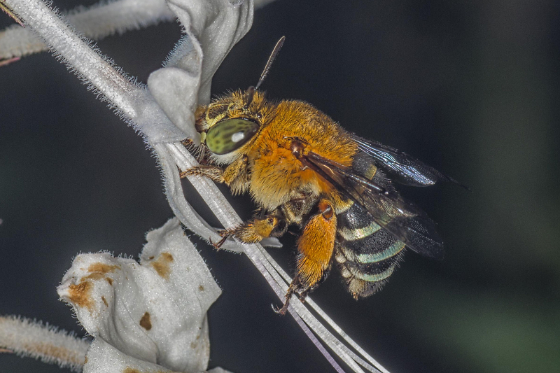 Blue banded bee - Pentax User