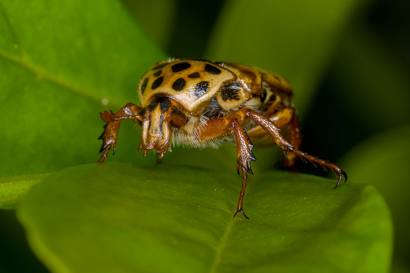 Flower beetle - Pentax User
