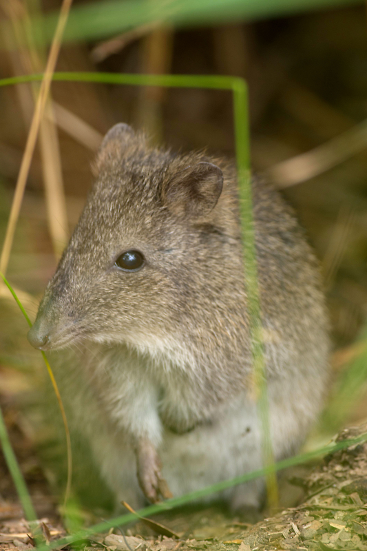 Potoroo - Pentax User