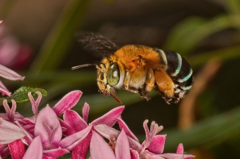 Banded bees - Pentax User