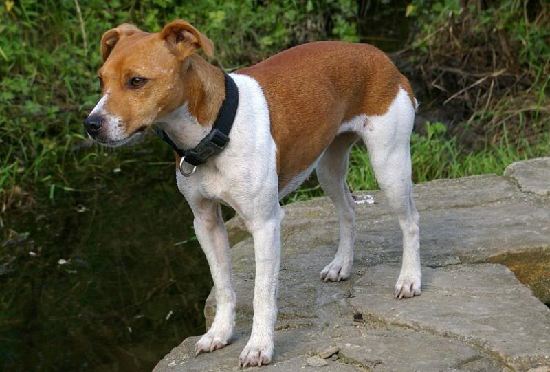 A working Terrier - Pentax User