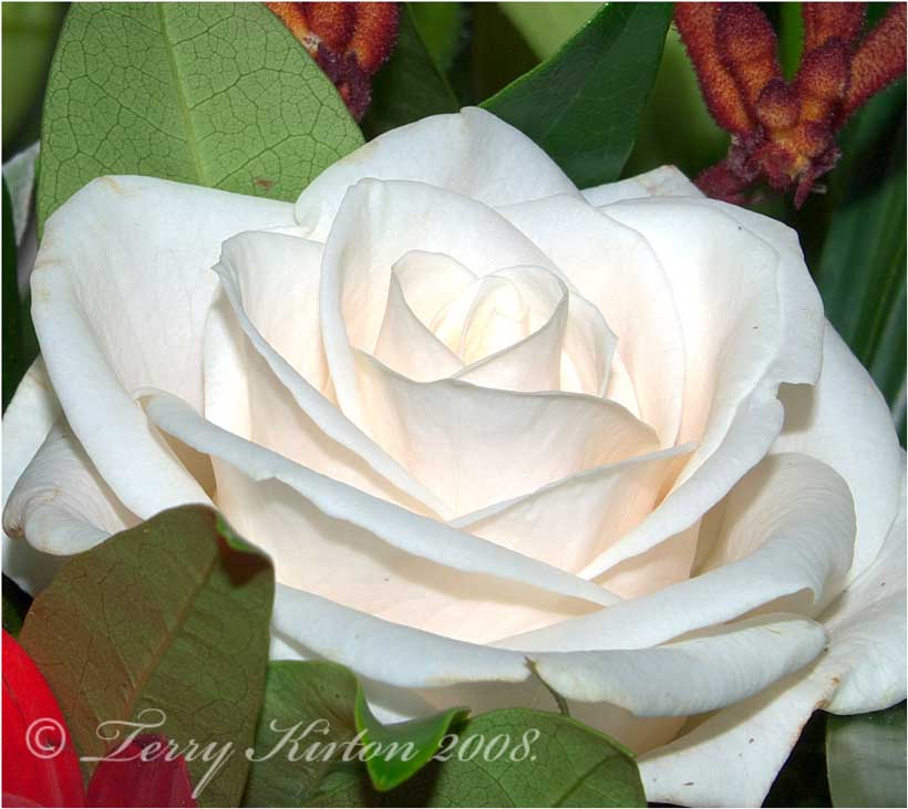 White Rose