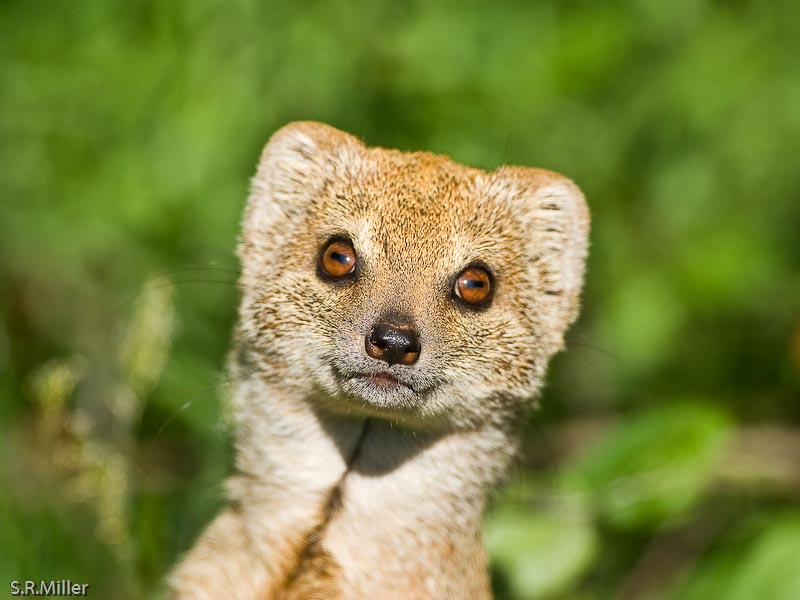 Yellow Mongoose by mille19 - Pentax User