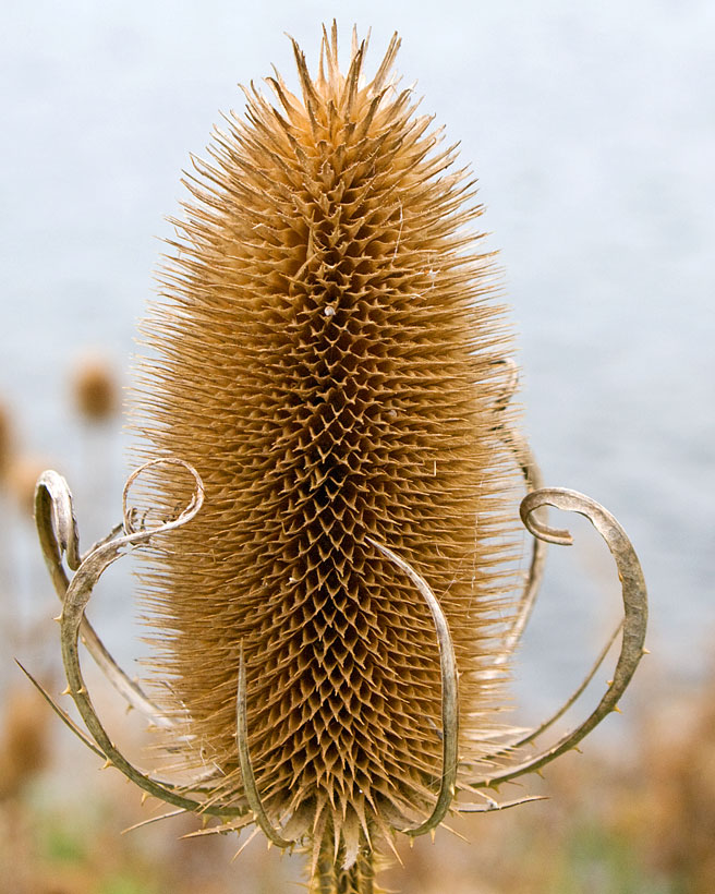 Teasle by ttk - Pentax User