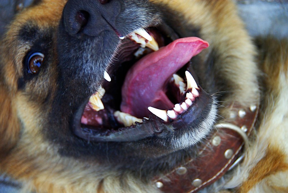 German Shepherd's Teeth! by Kenty - Pentax User
