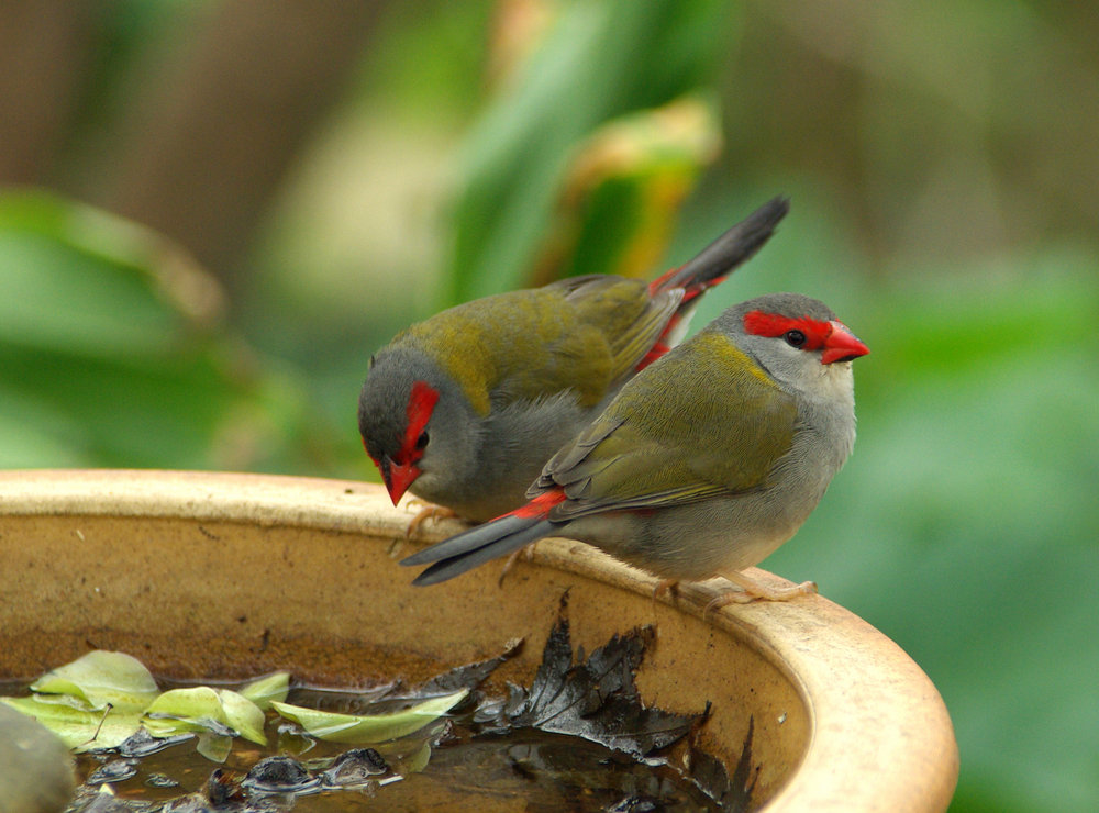 Red Brow Finches by grm1956 - Pentax User