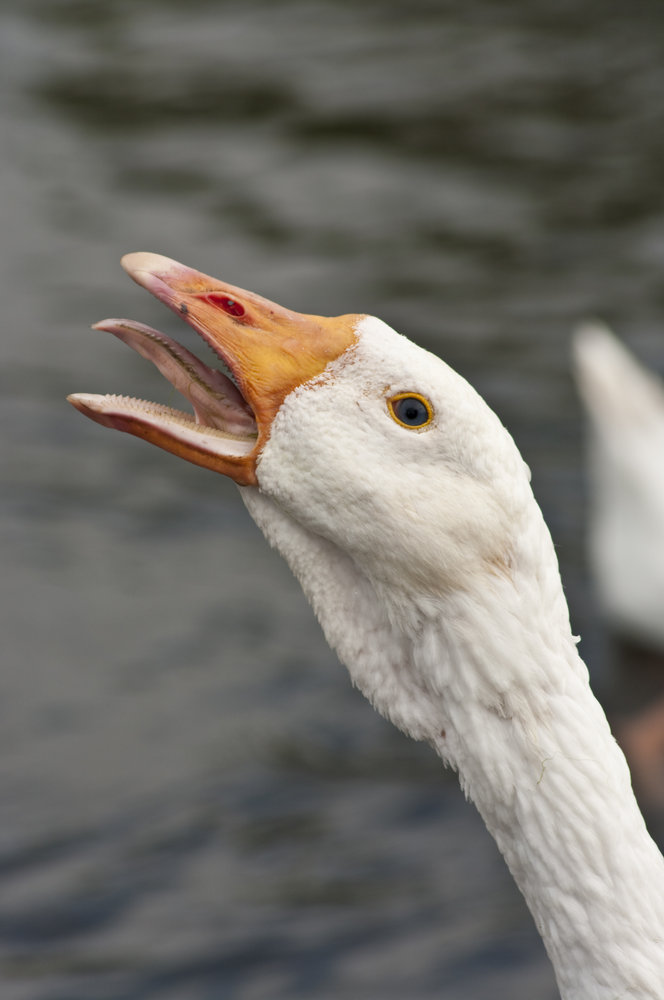 angry goose