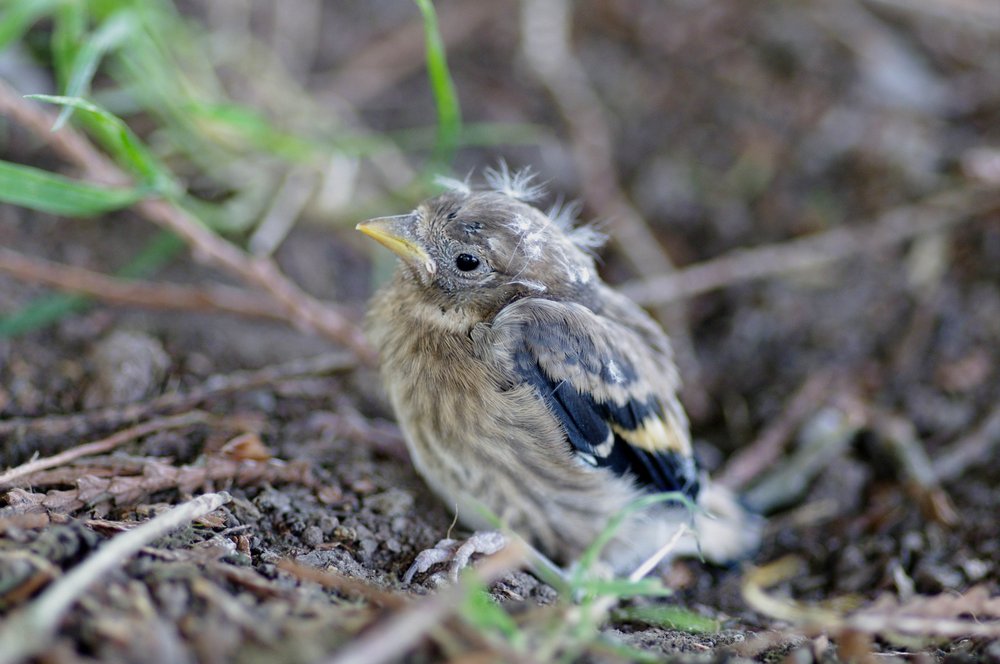 Goldfinch fledgling by coker - Pentax User