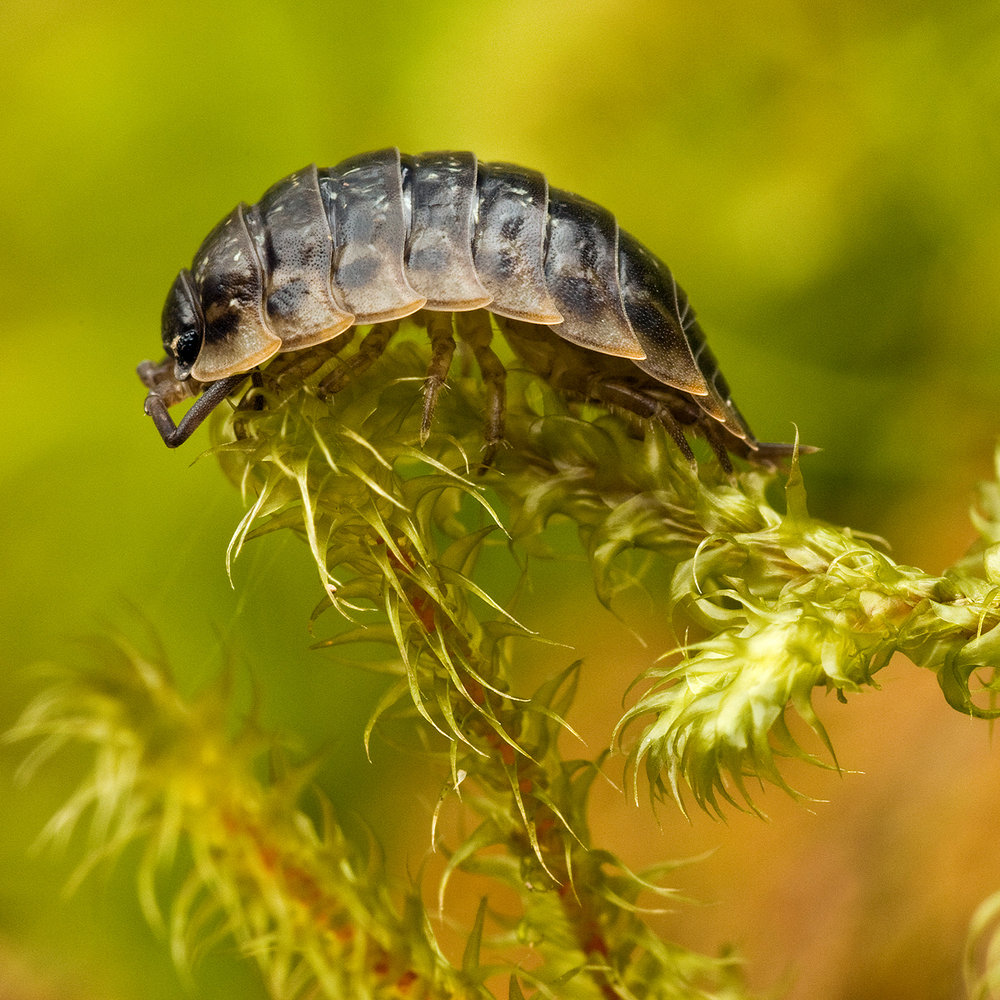 Woodlouse by alfpics - Pentax User