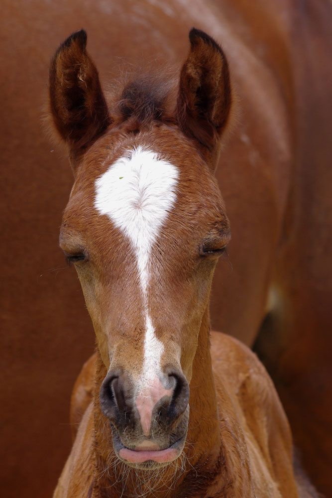 arabian colt by wsteffey - Pentax User