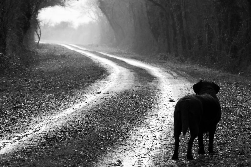 Viewing Photo - Lonely Dog - Pentax User