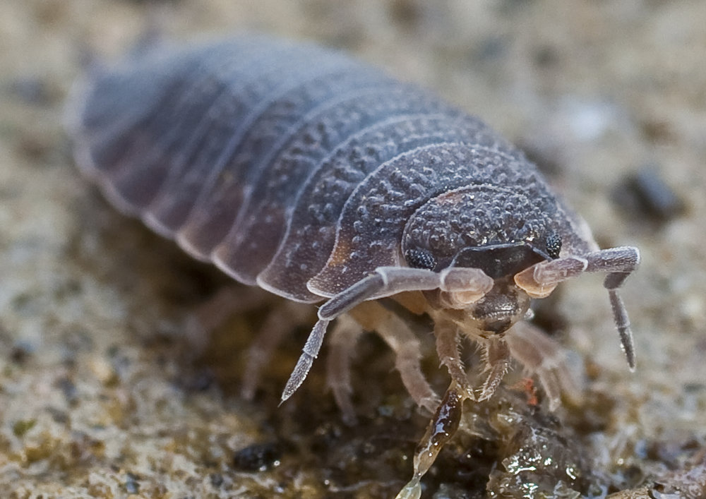 Woodlouse by Stuey - Pentax User