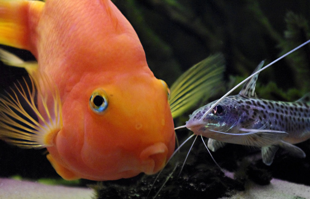 Blood Parrot & Pictus Catfish by xleon - Pentax User