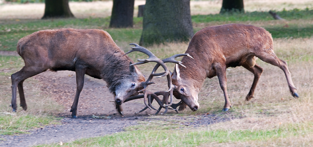 Rutting Stags by Trubshore - Pentax User