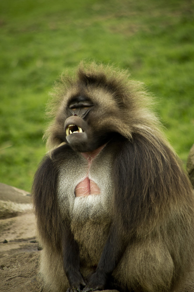 baboon by rgnoval - Pentax User