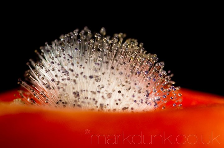 saprophytic mucor fungus by Darkmunk - Pentax User