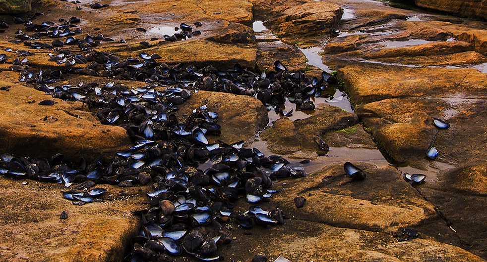 Mussel Beach - Pentax User