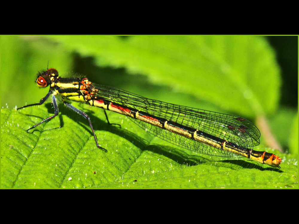 Damselfly by mudge - Pentax User