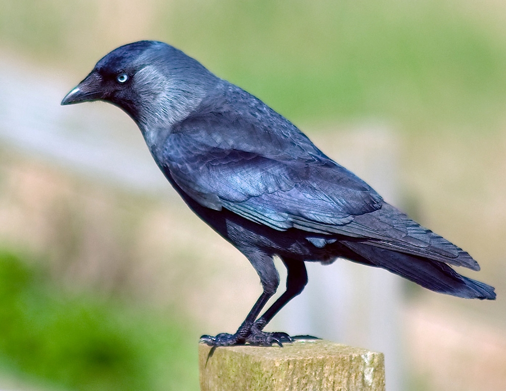 jackdaw by gabby - Pentax User