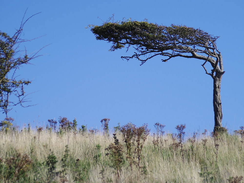 Windswept Tree by grubbvictor - Pentax User