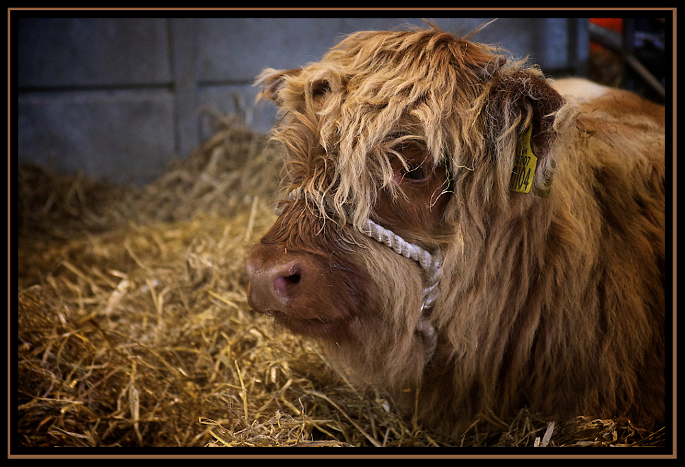 Red Calf by Galoot - Pentax User