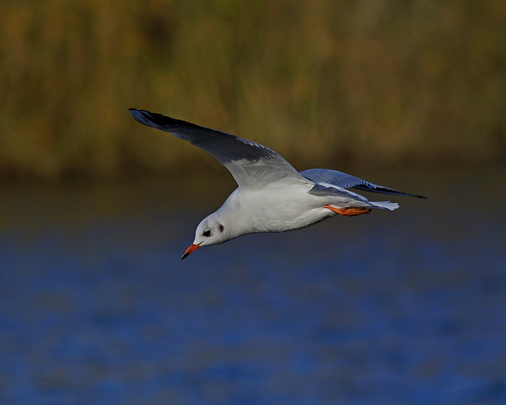 Black Headed Gull in flight