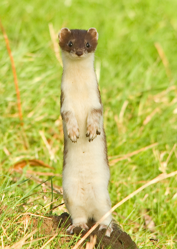 Viewing Photo - Weasel - Pentax User
