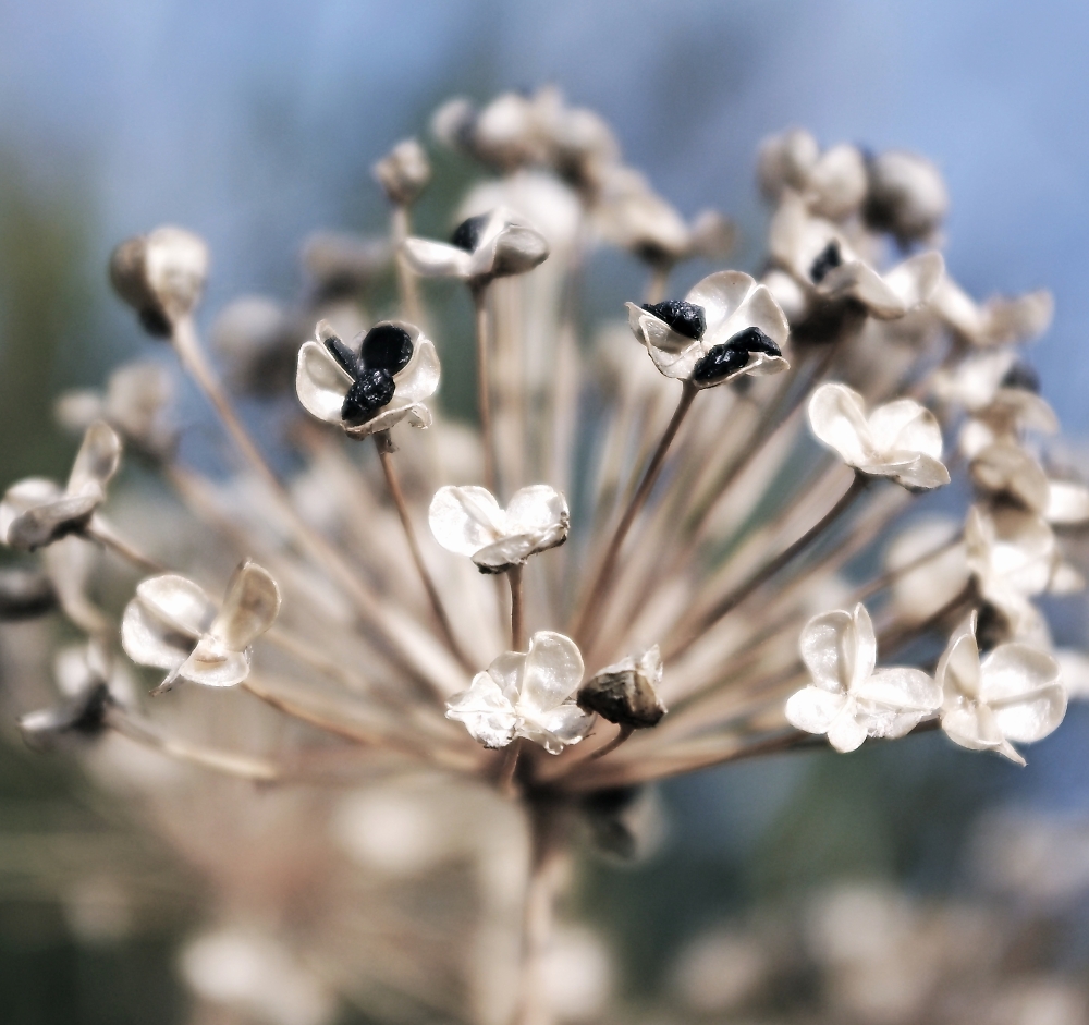 Allium Flower Seed Pods by Wildwood512 - Pentax User