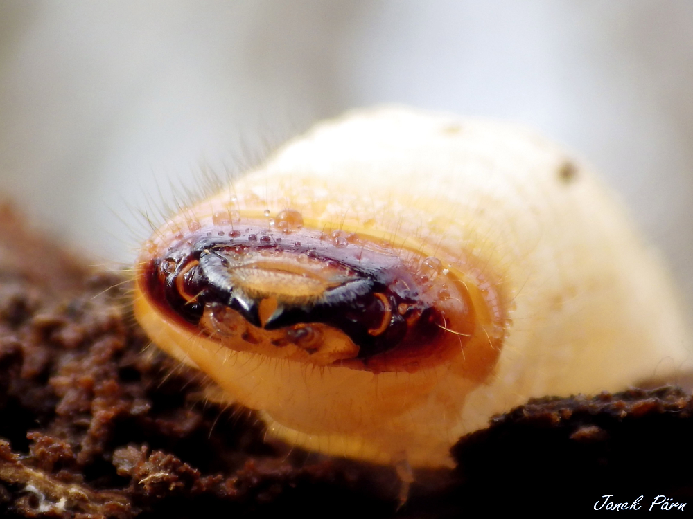 Woodworm by Pildistaja11 - Pentax User