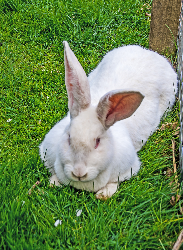 White Rabbit for The 1st Of The Month white-rabbit-for-the-1st-of-the-month